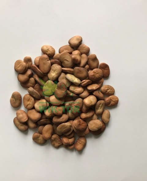 Bób Windsor Biały 500g - Ogrodniczy sklep internetowy WIK-TOR